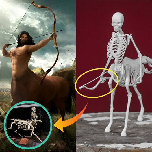 Breaking news: 1980 Dig reveals ancient centaur skeleton: A breakthrough discovery - News
