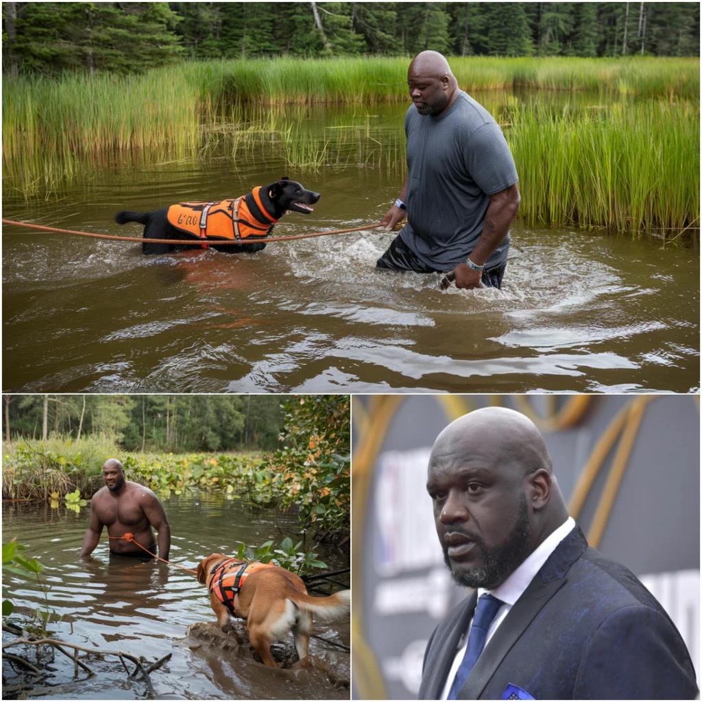 Shaquille O’Neal Rescue Dog From Swamp-What Happens Next Will Shock You ...