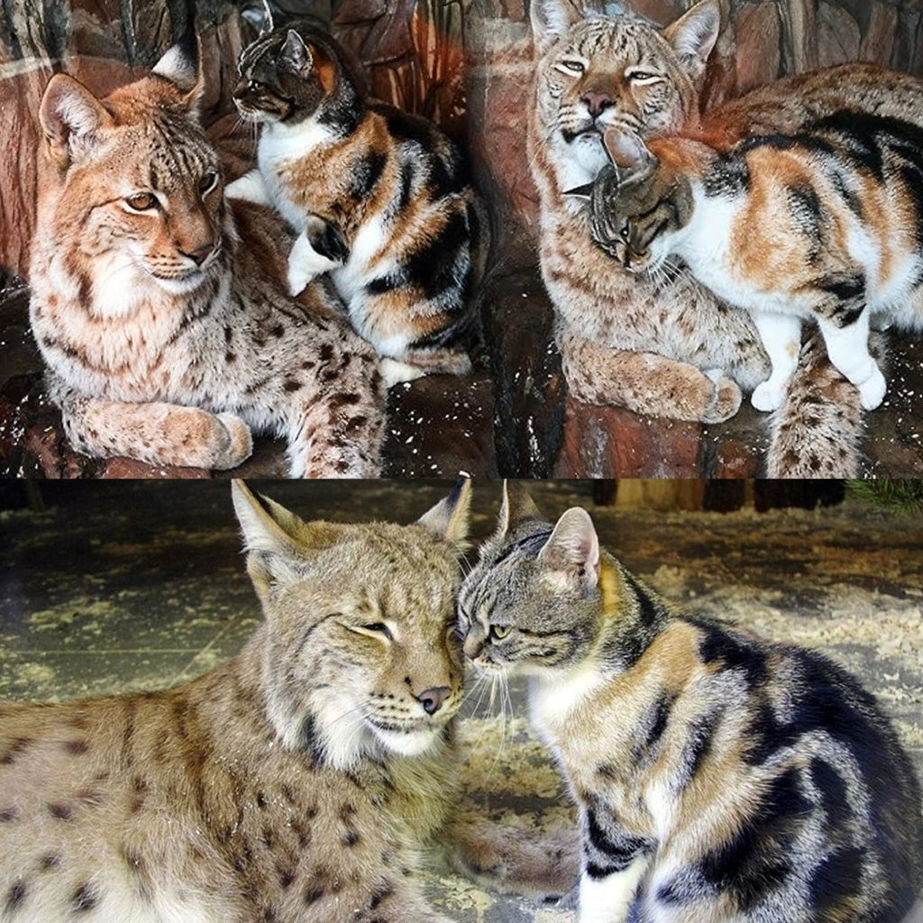 When He Meet This Bobcat - Different Size and Species Can't Stop These ...