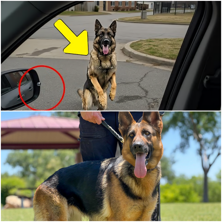 K9 German Shepherd Recognizes His Owner After 3 Years… What Happened ...