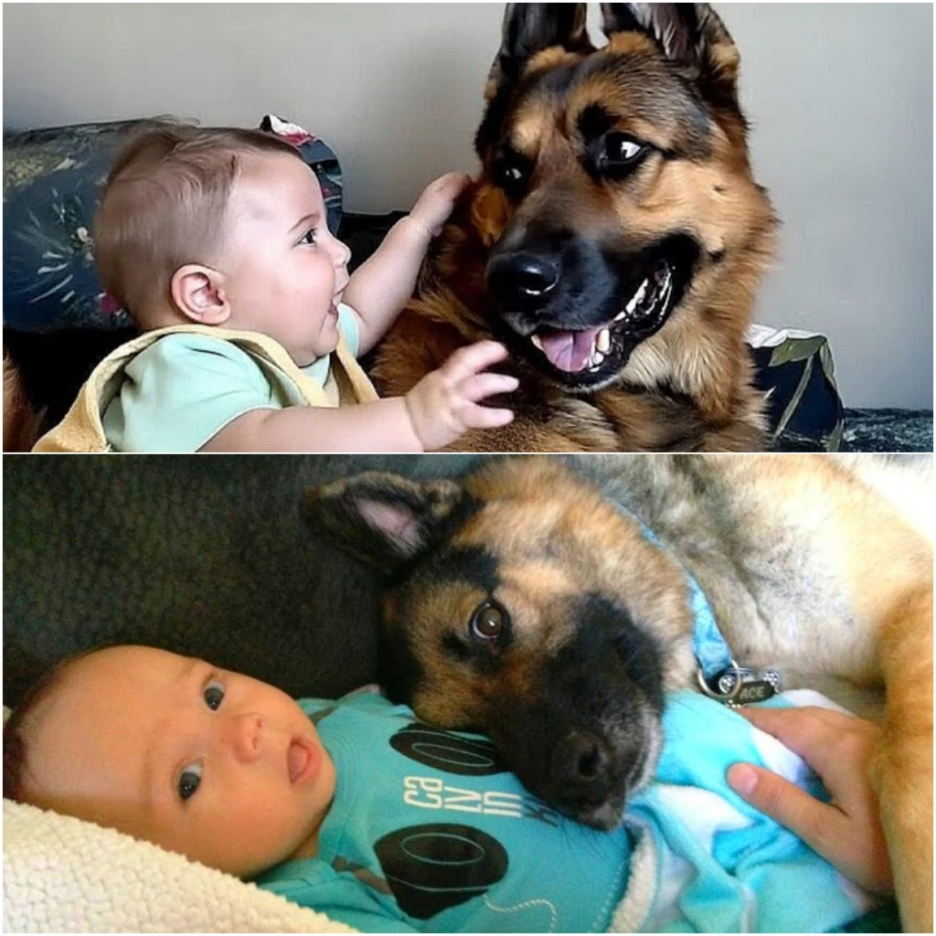 Paralyzed Baby Had No Hope of Recovery… But What Her German Shepherd ...