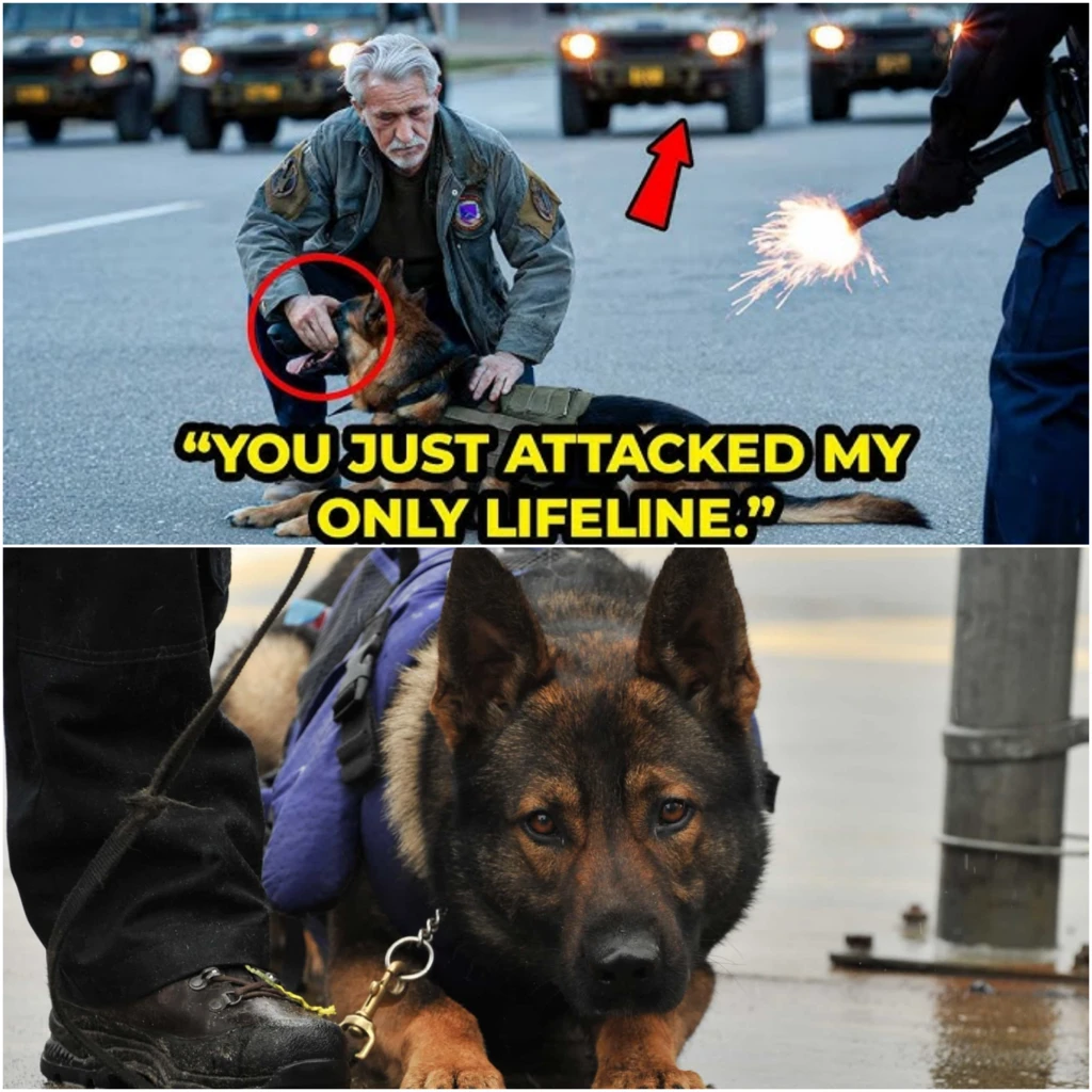 Cop Shocked a Vet in Front of His Service Dog — 5 Minutes Later ...