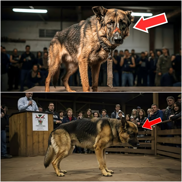 No One Bids On Scarred K9 At Dog Fight Auction—Then A Sergeant Steps ...