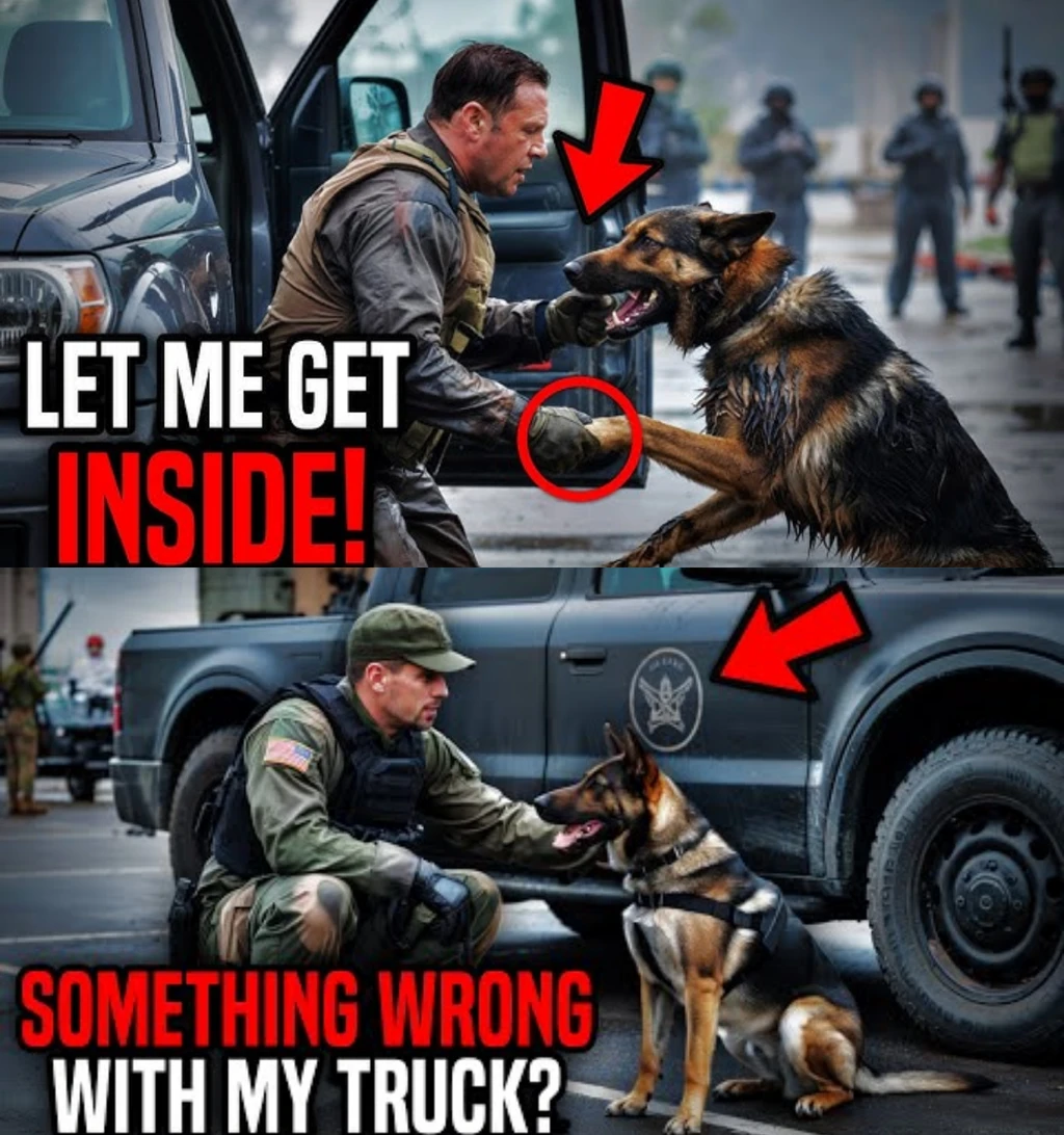 K9 Dog Refused to Let the Navy SEAL Open His Truck Door—What Was Inside ...
