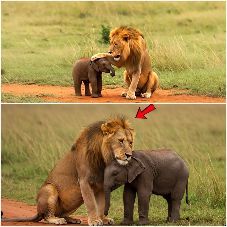 A Blind Baby Elephant Raised by a Lion — What Happens Next Will Blow ...