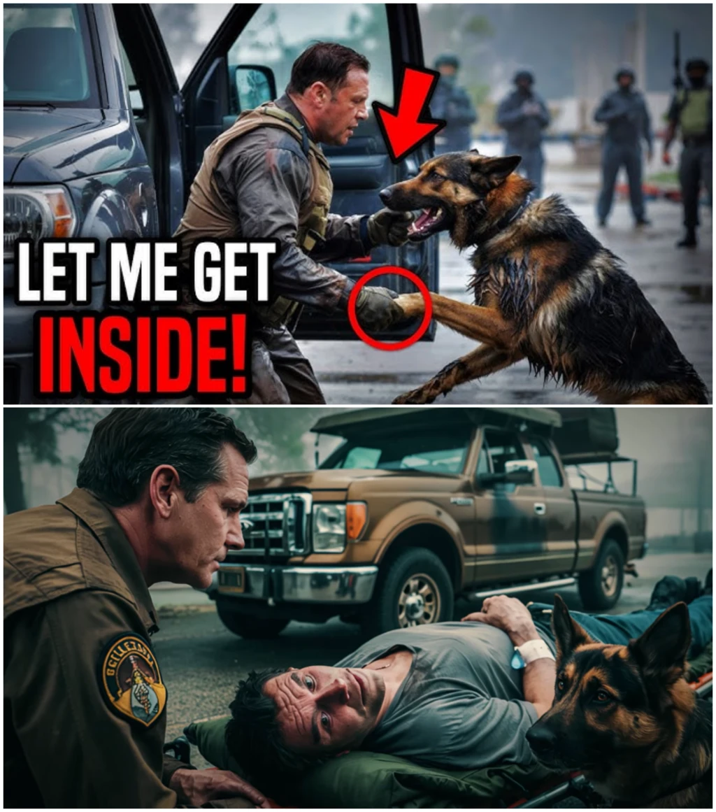 K9 Dog Refused to Let the Navy SEAL Open His Truck Door—What Was Inside ...