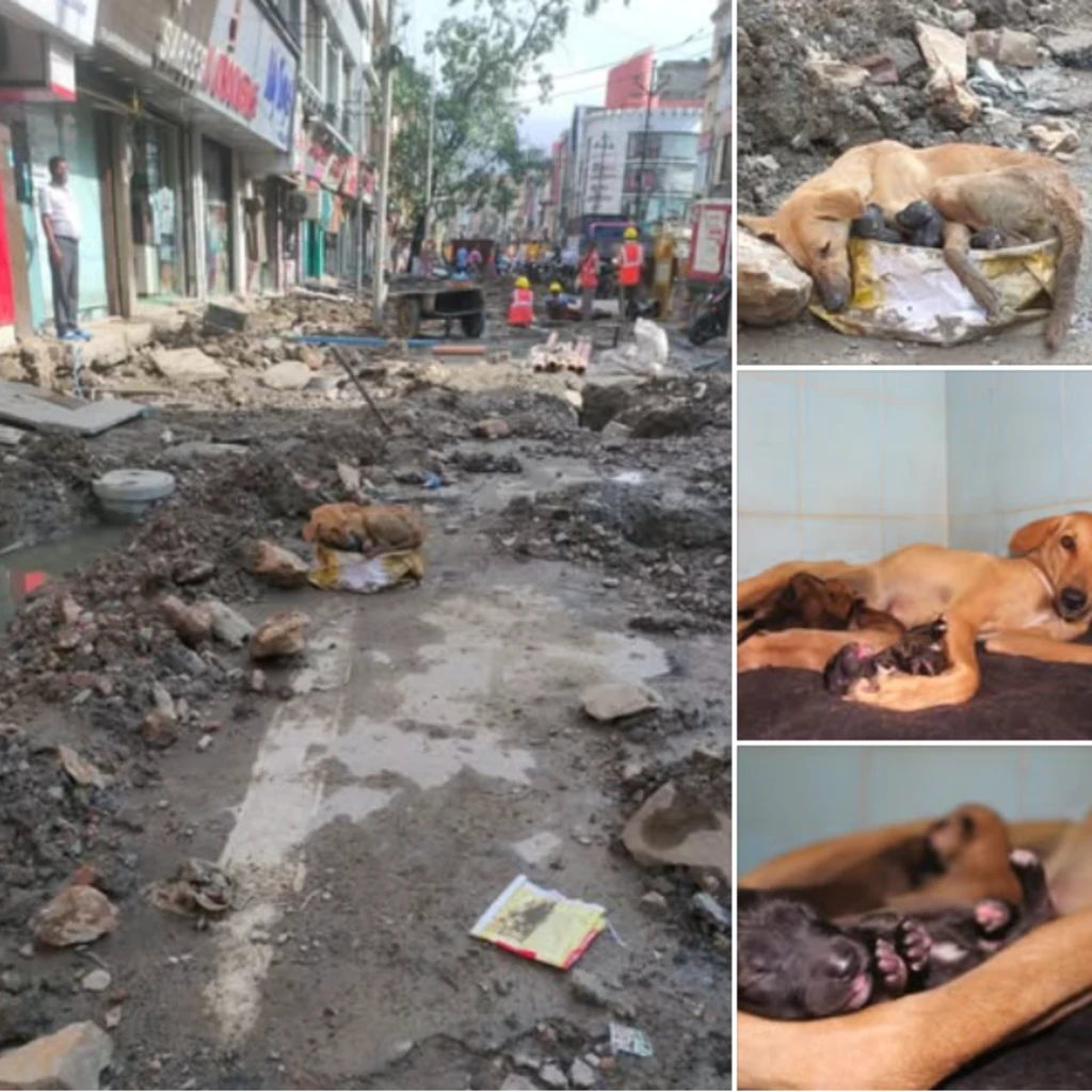 A Heartbreaking Glimpse into the Life of Stray Animals: The Struggle ...
