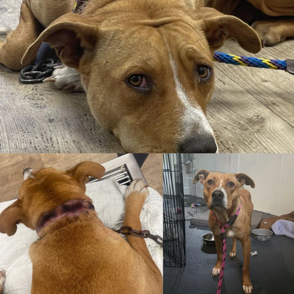 Abandoned Dog with Chain Embedded in Her Neck Needs Our Help to Heal - News