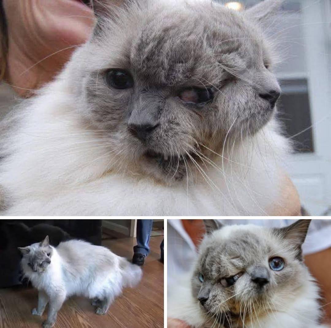 Frank and Louie: The Remarkable Life of the World’s Longest-Living Two ...