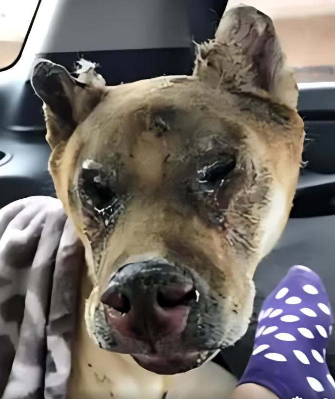 Severely burned dog is comforted back to health by a very special ...
