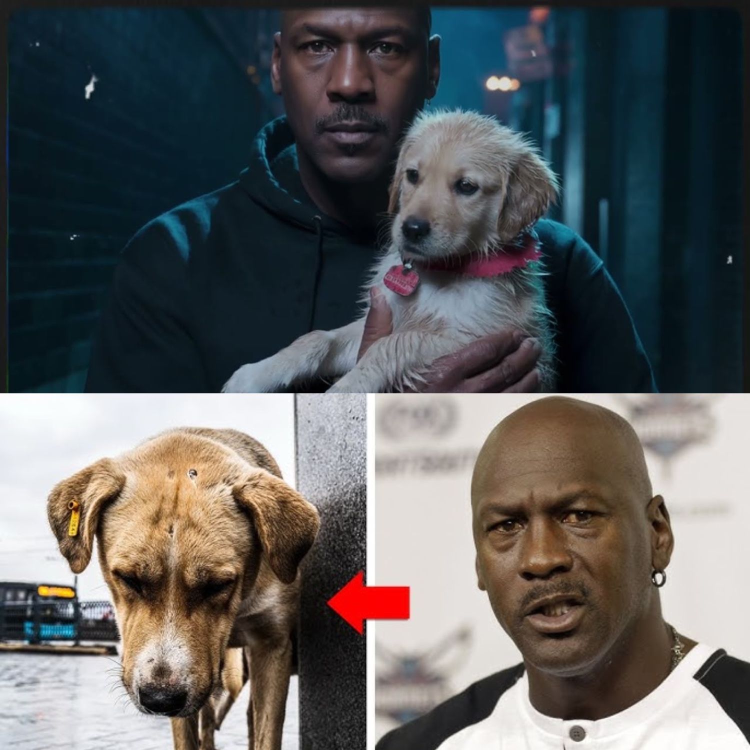 Michael Jordan Found a Lost Dog in the City—What He Did Next Shocked ...