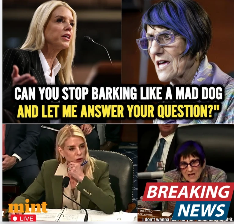 Congress ERUPTS In Laughter As Bondi OWNS FURIOUS Dem. Senator Who ...