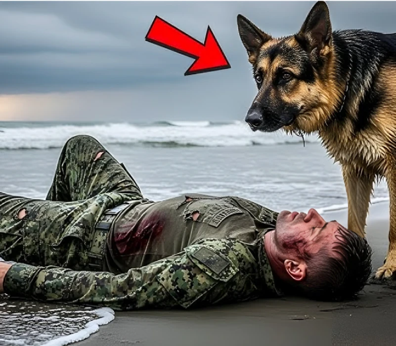A German Shepherd Found a Wounded Navy SEAL on the Sand—What He Did ...